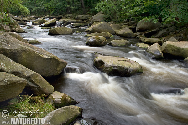 Moldau - Fluss Bilder, Moldau - Fluss Fotos | NaturFoto Moldau - Fluss Bilder, Moldau - Fluss Fotos | NaturFoto